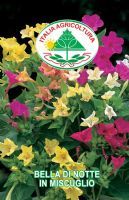 Bella Di Notte Flower | Best Flower Site